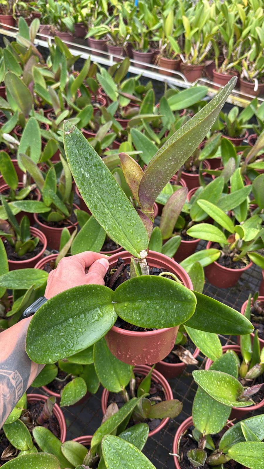 Blc. Chia Lin Beauty 'Golden Eye' - *2 UNIDADES - ATACADO* - Orquidário ...