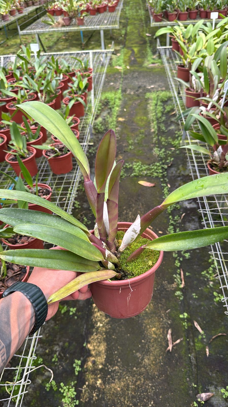 Blc. Memoria Crispin Rosales - *Black Friday* - Orquidário Suzuki