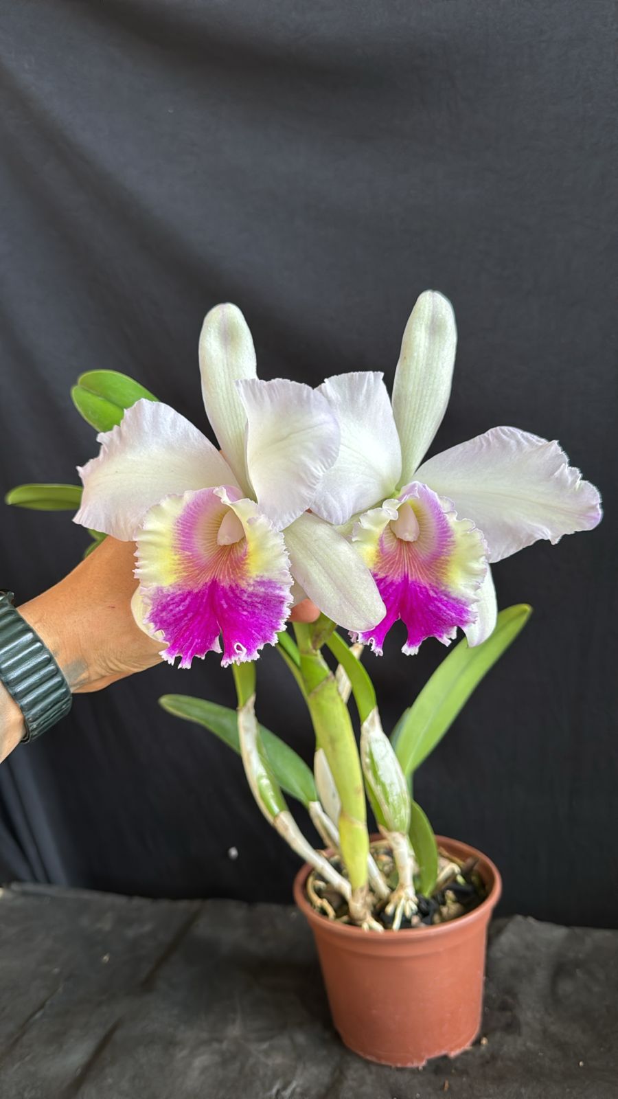 Blc. (Chief Journey 'First Choice' x Pastoral 'Aniel Carnier') - Novo ...