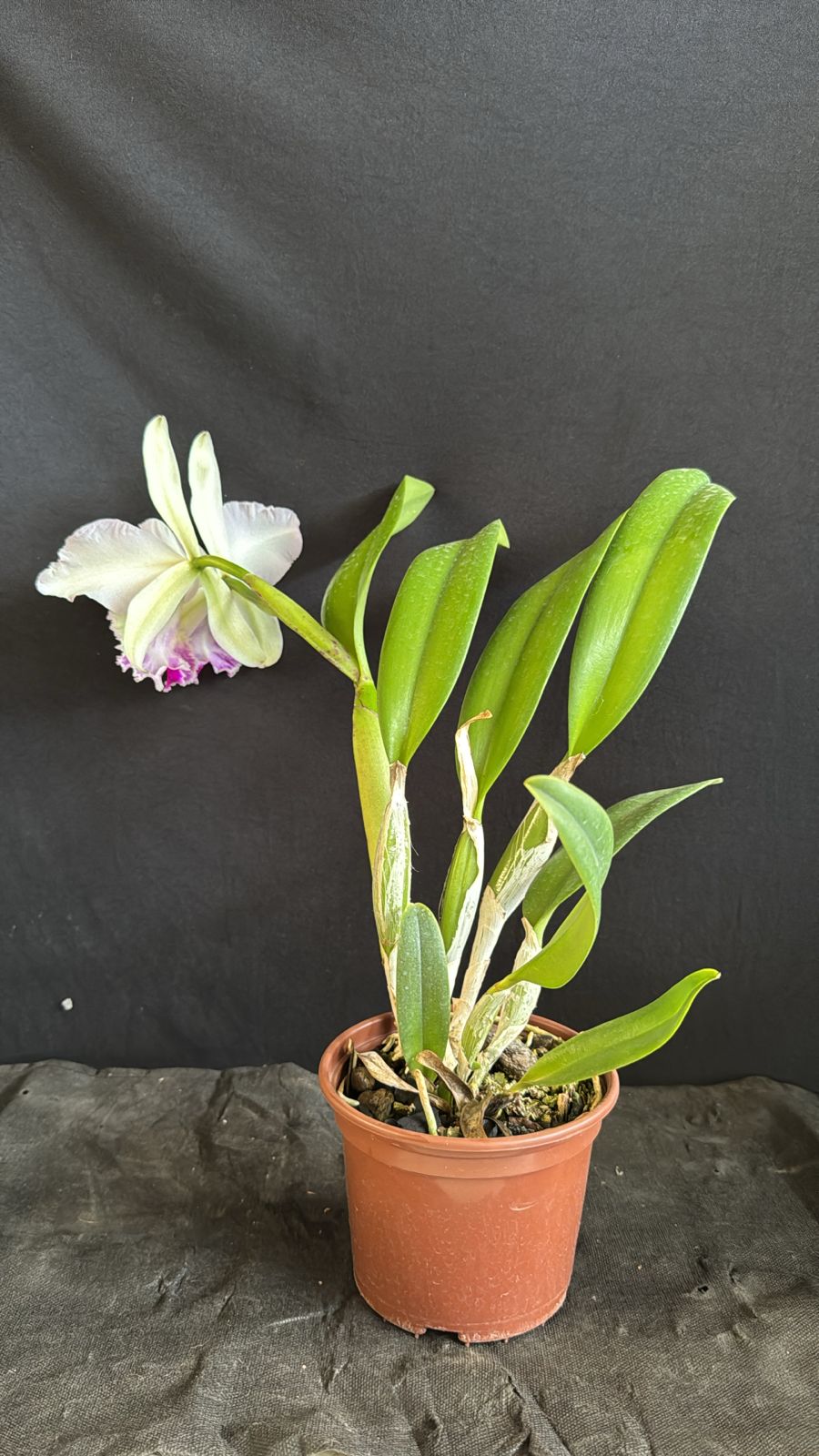 Blc. (Chief Journey 'First Choice' x Pastoral 'Aniel Carnier') - Novo ...