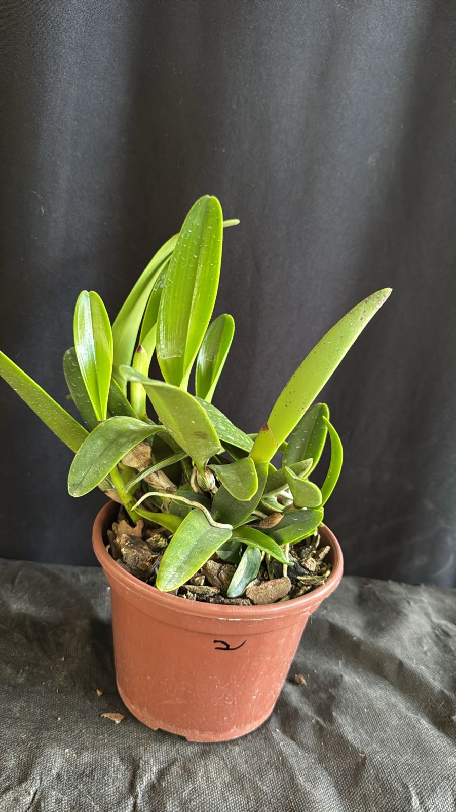 Cattleya Eldorado 'Fantasia' 2 - Brotacoes - Orquidário Suzuki