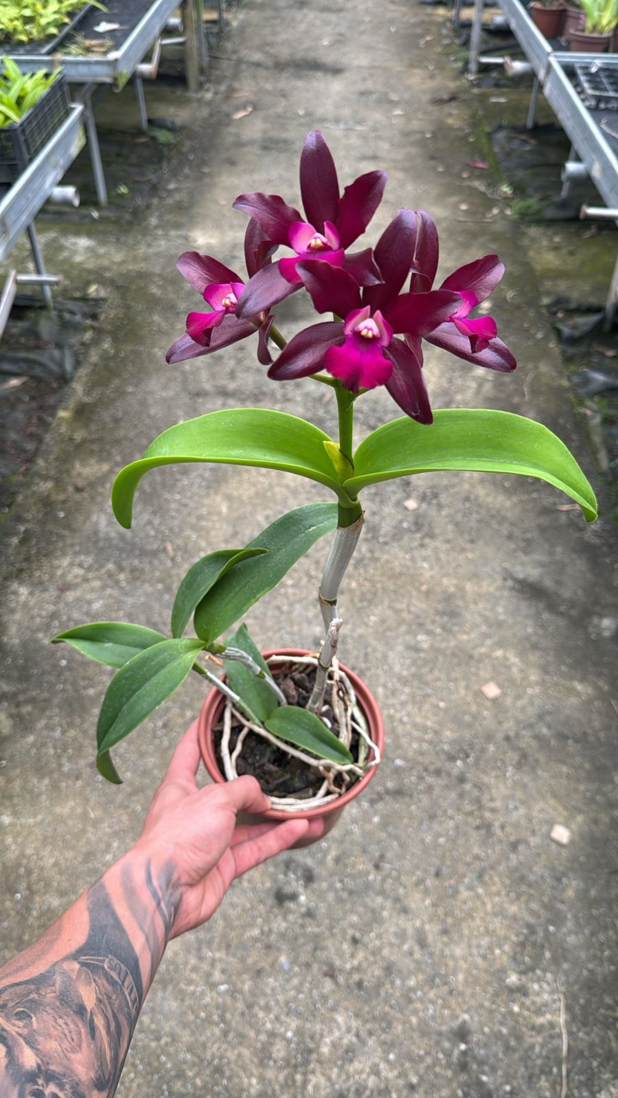 Cattleya Netrasiri Waxy 'Jairung' 1 - Florida - Orquidário Suzuki