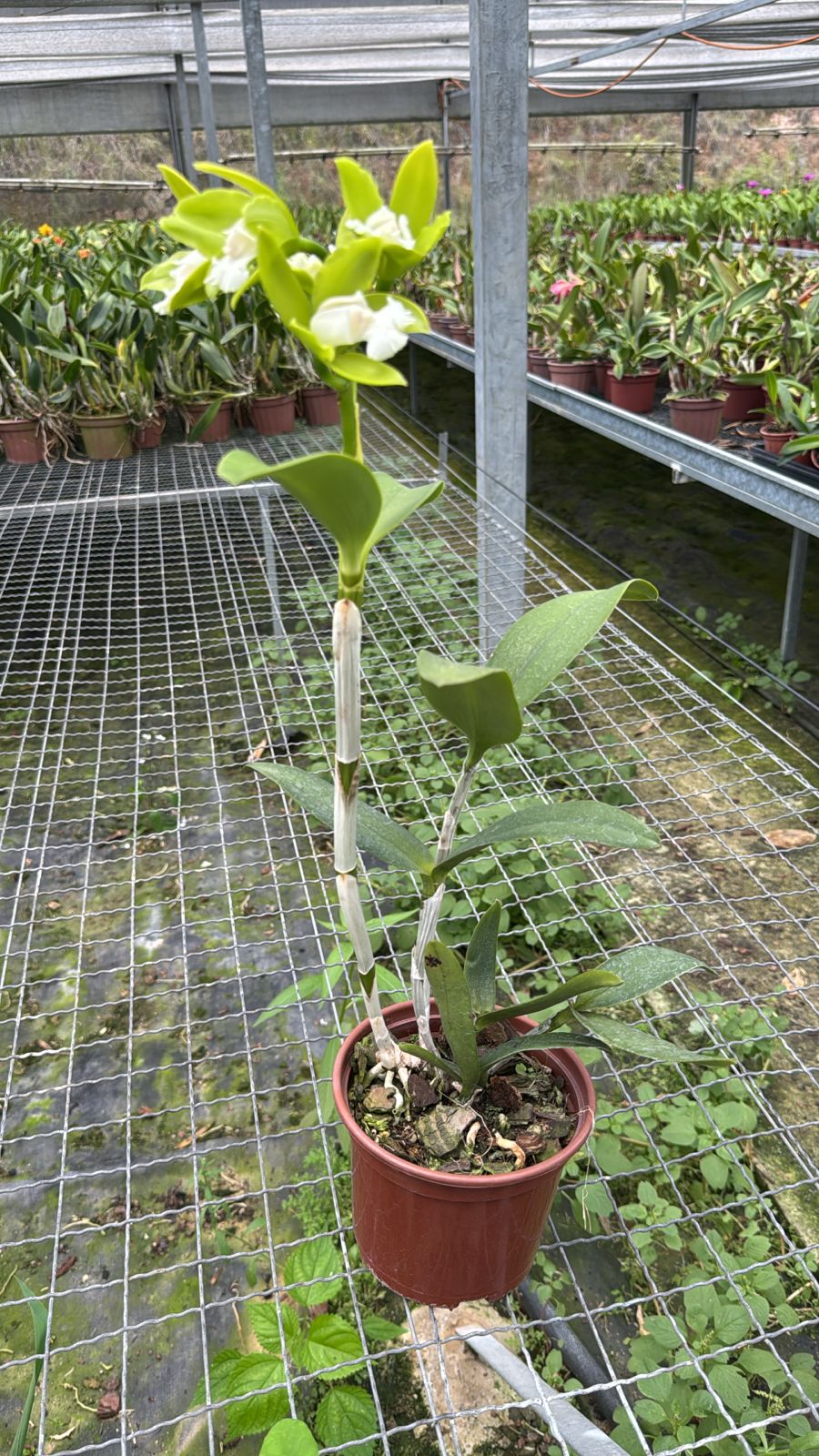 Cattleya Leopoldii Alba 2 - Florida - Orquidário Suzuki