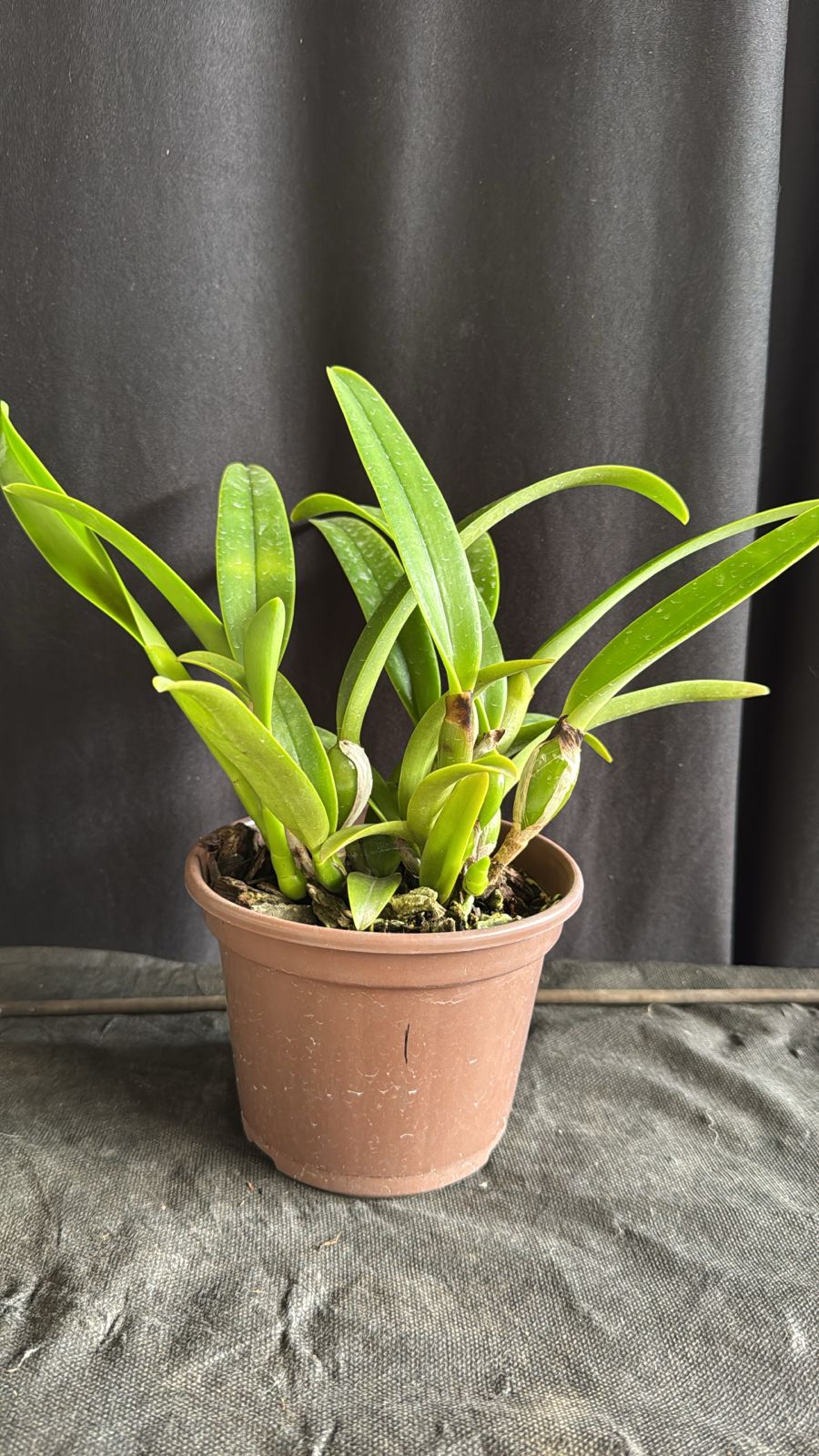 Cattleya Eldorado 'Fantasia' 1 - Vaso Cheio - Orquidário Suzuki