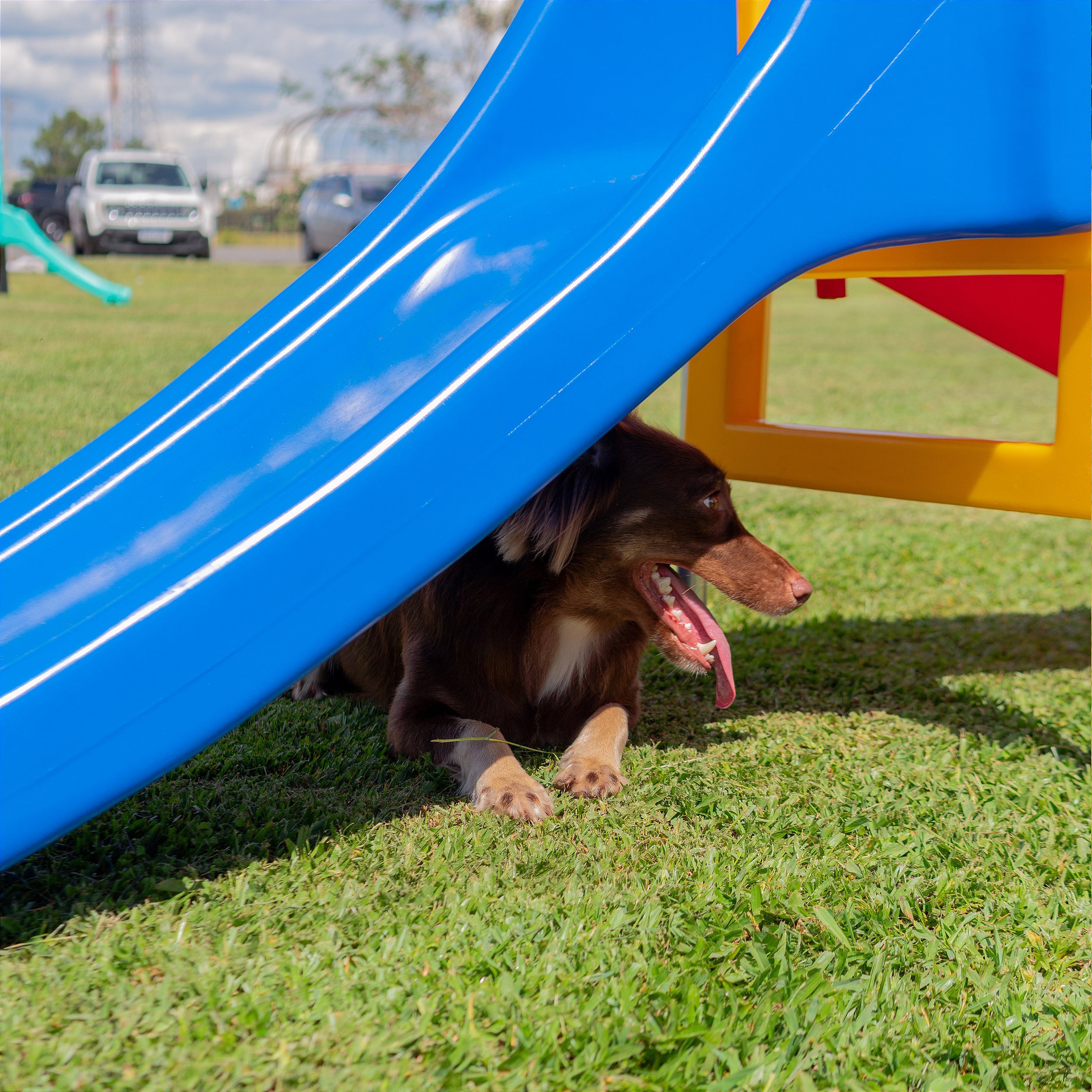 Escorregador com Rampa Agility para Cachorro Pet Freso - Freso - Loja ...