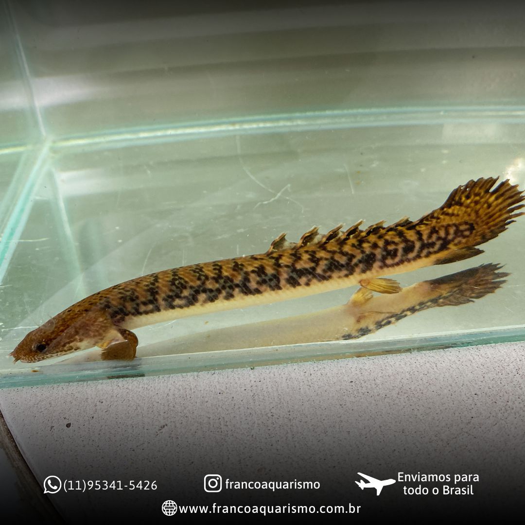 Polypterus Teugelsi 7-10cm - Franco Aquarismo | A Nº1 quando se trata ...