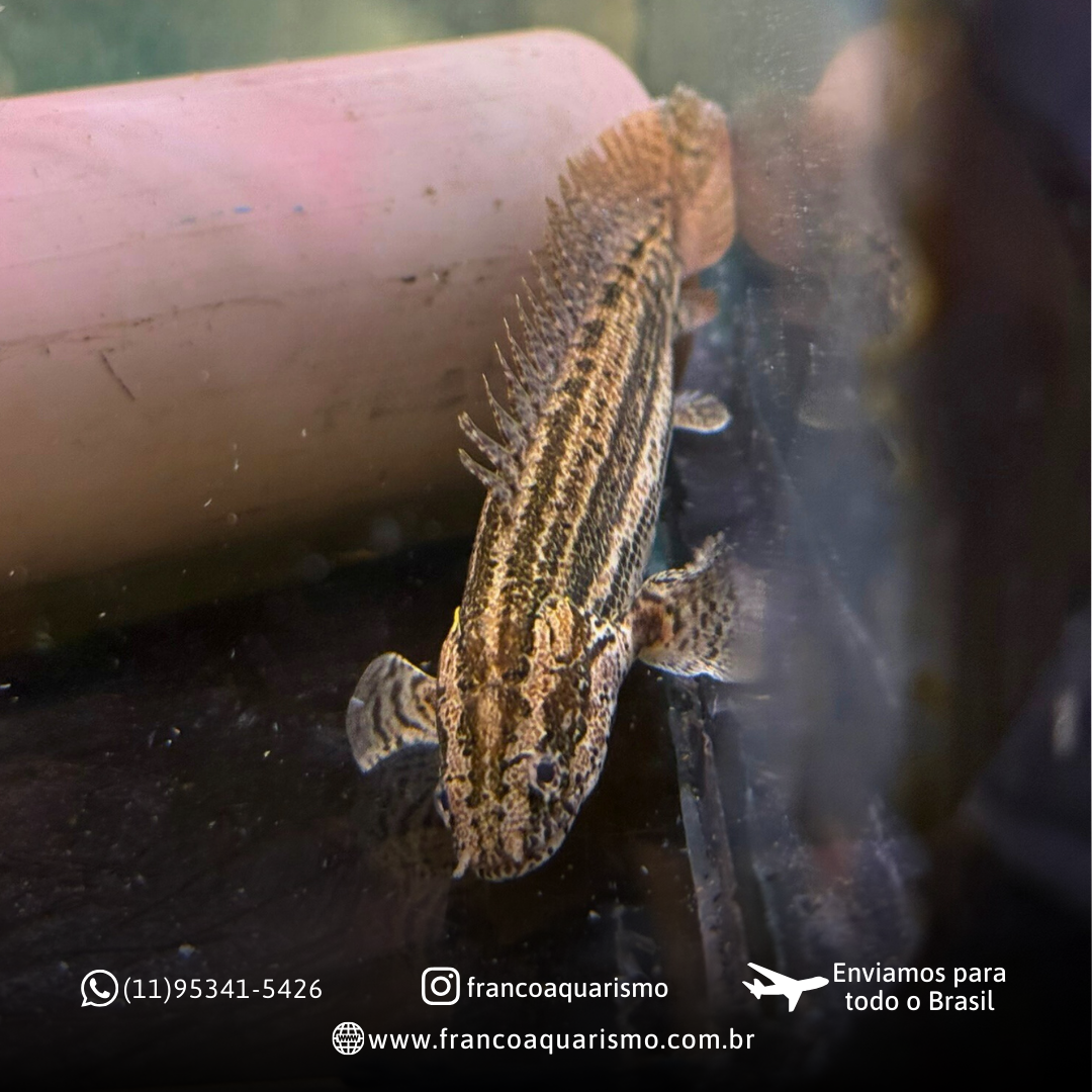 Polypterus Lapradei 15-18cm - Franco Aquarismo | A Nº1 quando se trata ...