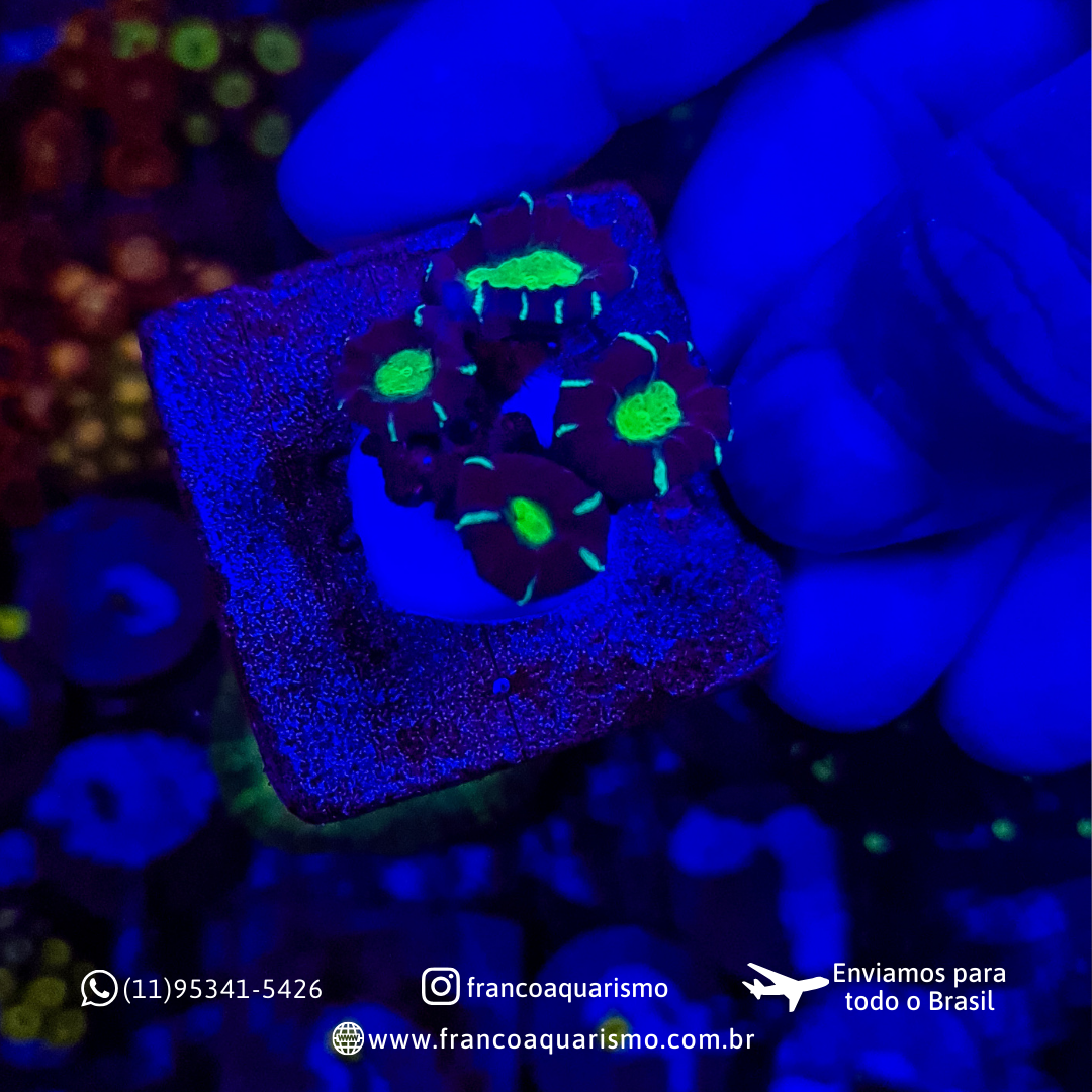 Coral Trumpet Candy Cane (boca) - Franco Aquarismo | A Nº1 quando se ...