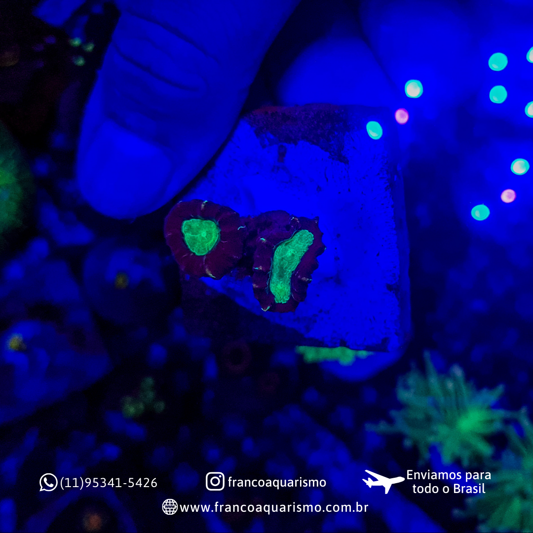 Coral Trumpet Candy Cane (boca) - Franco Aquarismo | A Nº1 quando se ...