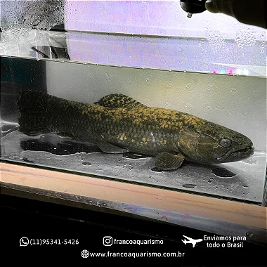 Traira Curupira 30-35cm - Franco Aquarismo | A Nº1 quando se trata de ...