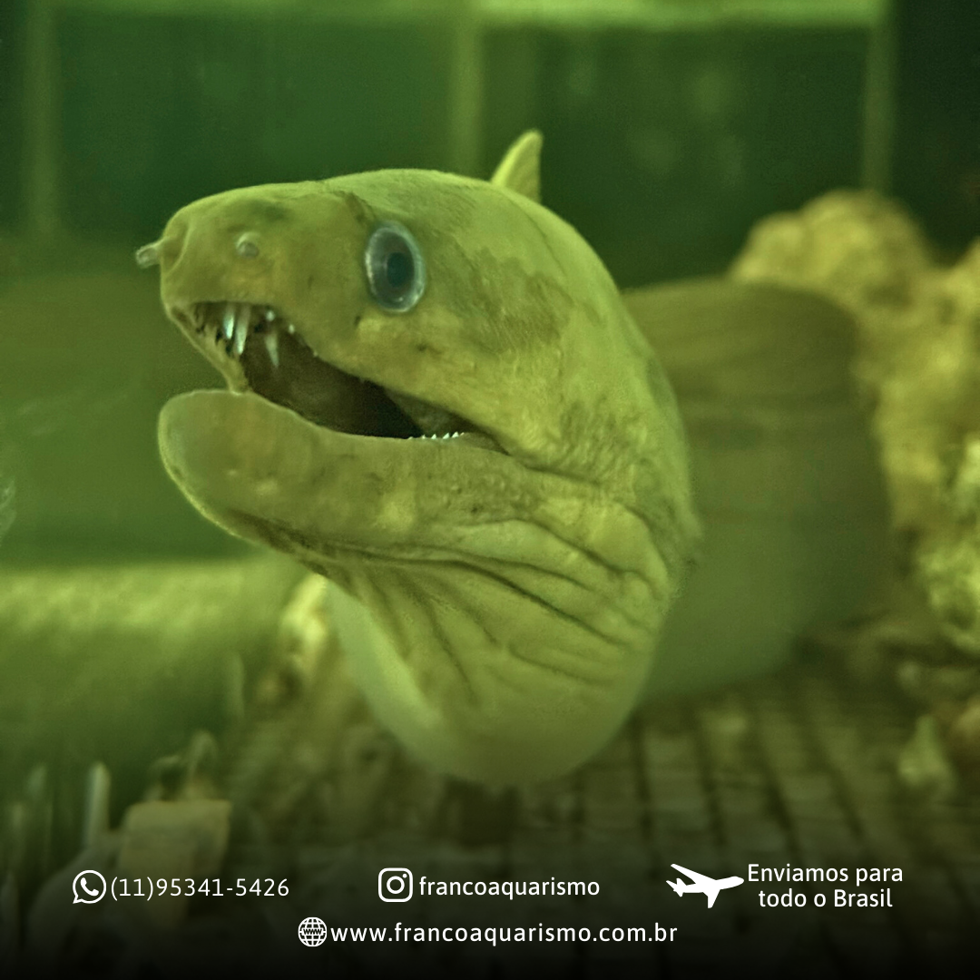 Moreia Verde 75-85cm - Marinha - Franco Aquarismo | A Nº1 quando se ...