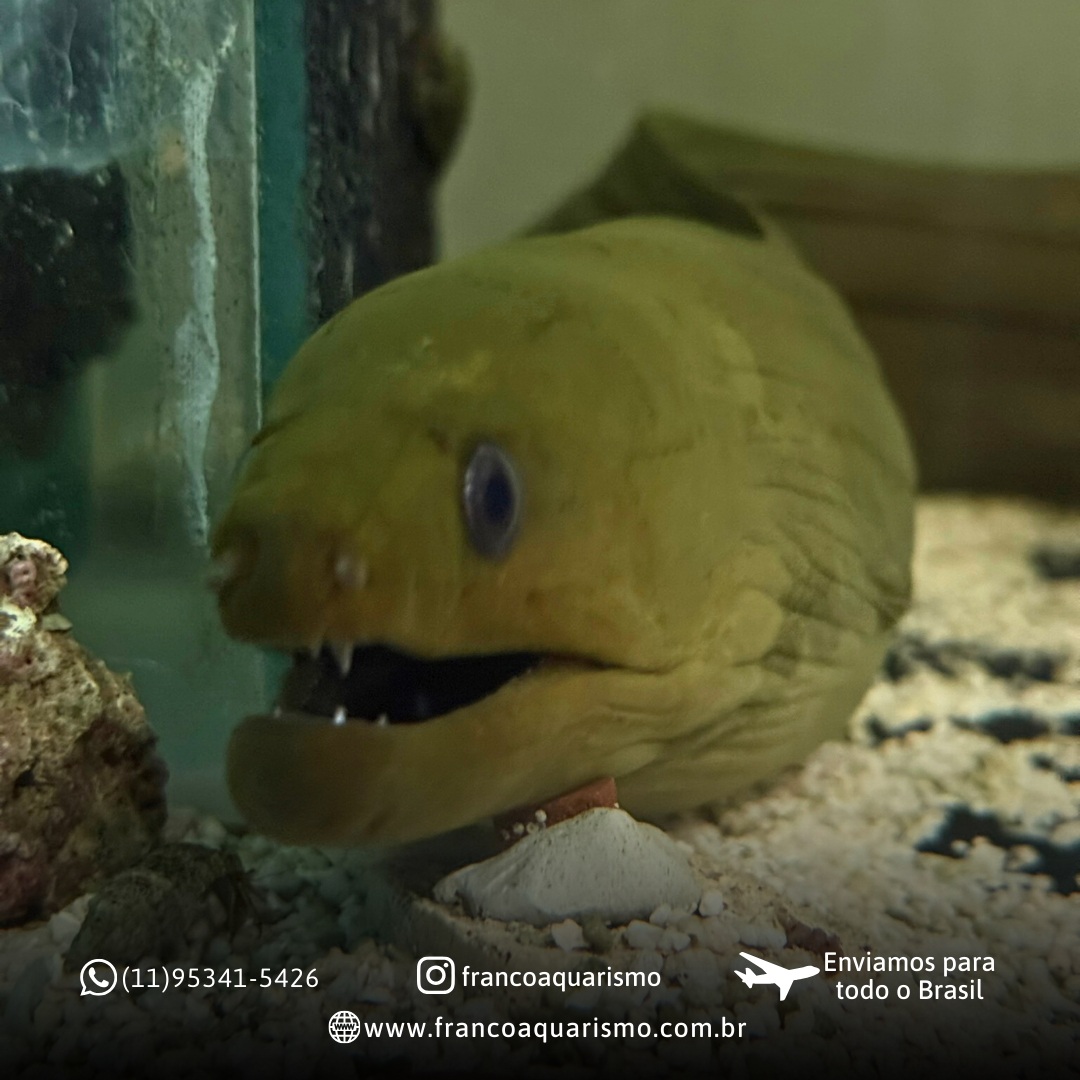 Moreia Verde 75-85cm - Marinha - Franco Aquarismo | A Nº1 quando se ...