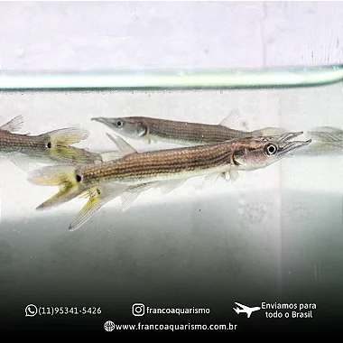 Rocket Gar Hujeta 8-12cm - Franco Aquarismo | A Nº1 quando se trata de ...