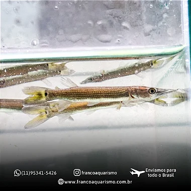 Rocket Gar Hujeta 8-12cm - Franco Aquarismo | A Nº1 quando se trata de ...