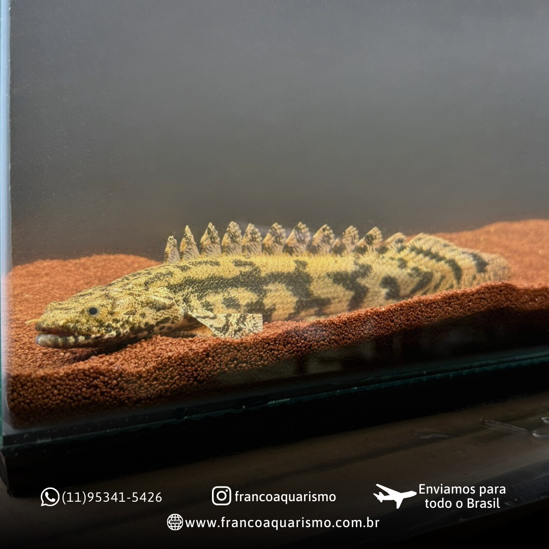 Polypterus Endlicheri 25-30cm (Padrão Especial) - Franco Aquarismo | A ...