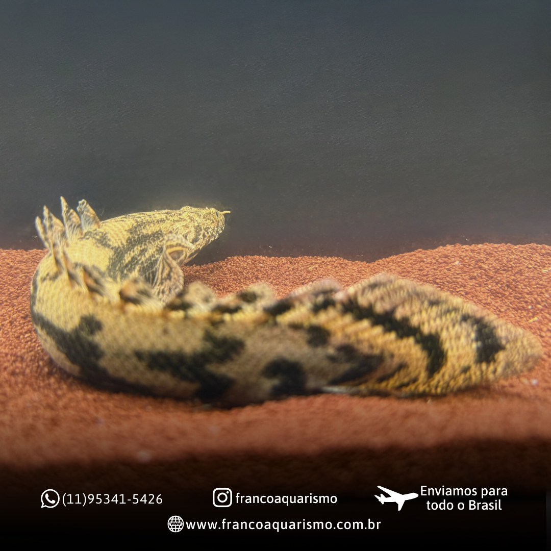 Polypterus Endlicheri 25-30cm (Padrão Especial) - Franco Aquarismo | A ...