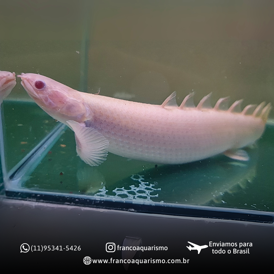 Polypterus Senegalus Albino 16-20cm - Franco Aquarismo | A Nº1 quando ...