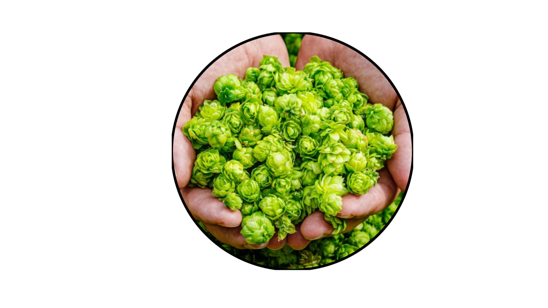 Lúpulo em Pallet T90 Centennial - 1kg - Big Jack Brew Shop