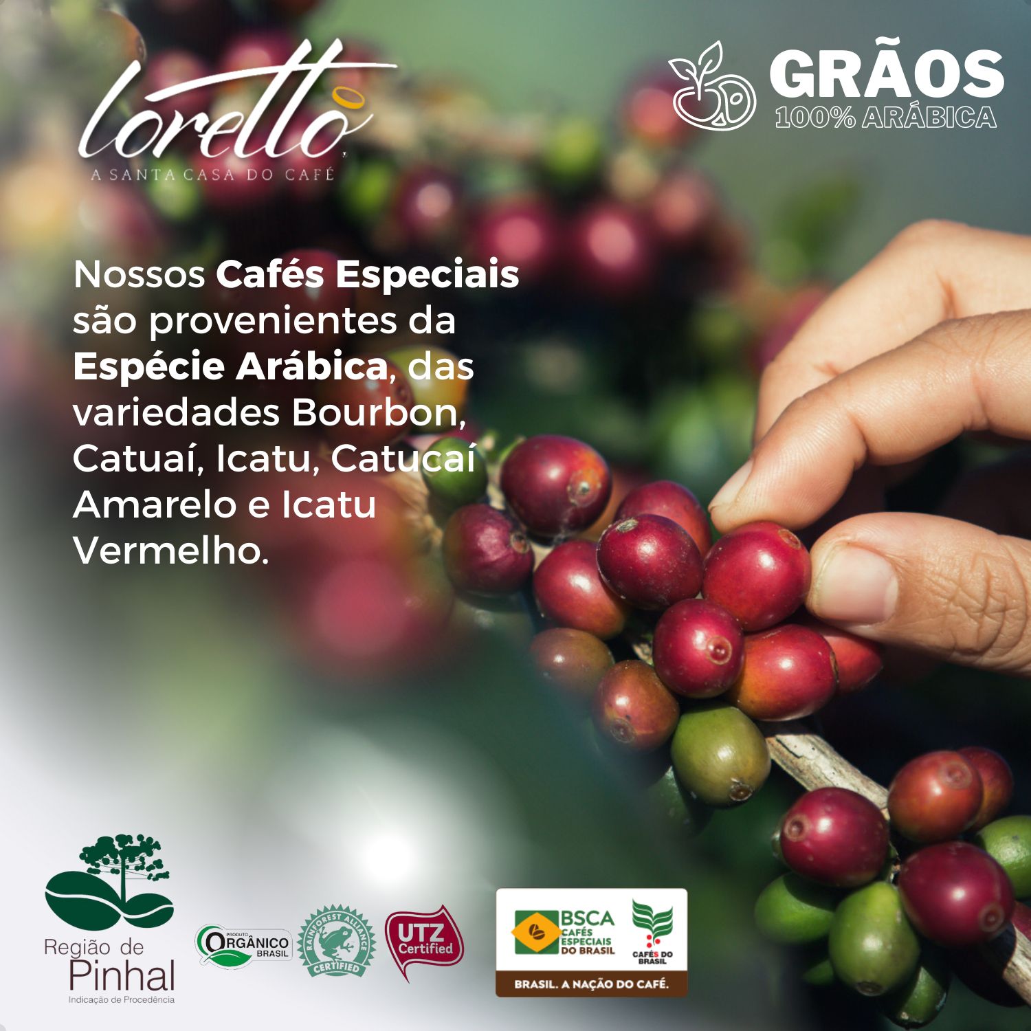 Café em Grãos Arábica Loretto Qualidade Superior Pontuado Orgânico ...