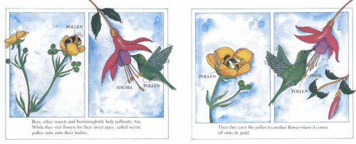 from seed to plant - Books R Toys