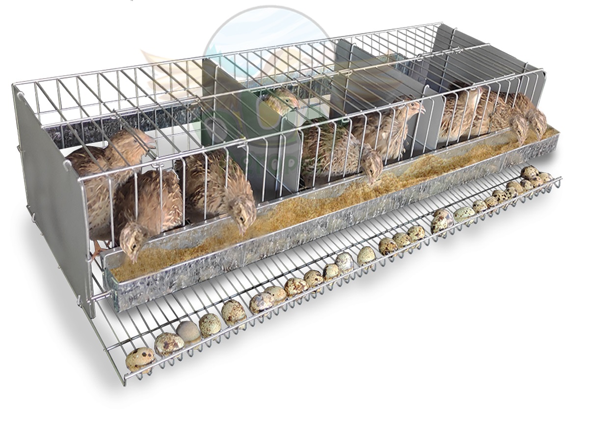 Gaiola Viveiro Codorna Japonesa Poedeira Ovo 15 Aves Postura - DDN AGROPETS