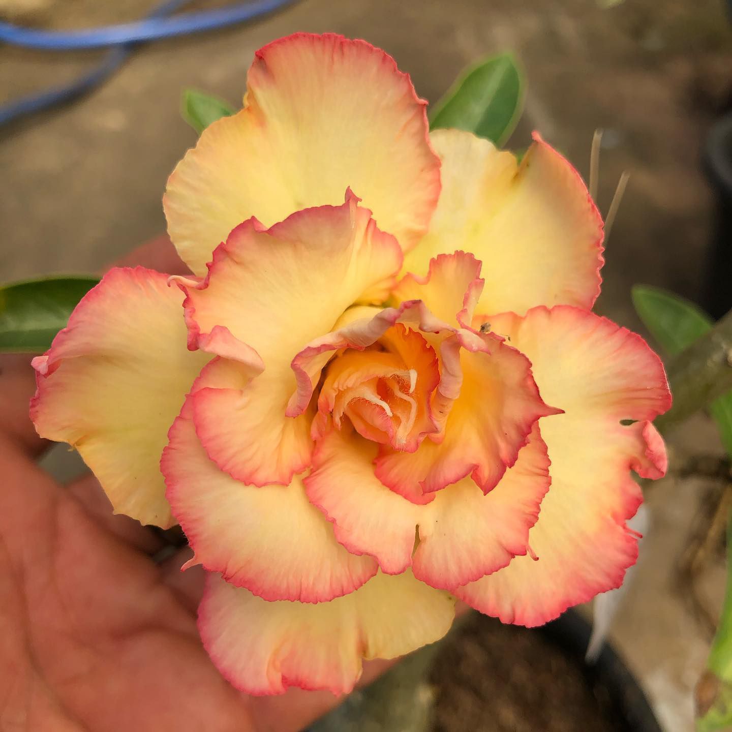 Rosa do Deserto Enxerto Coral Angel - Giulia Flores — Rosas do Deserto ...