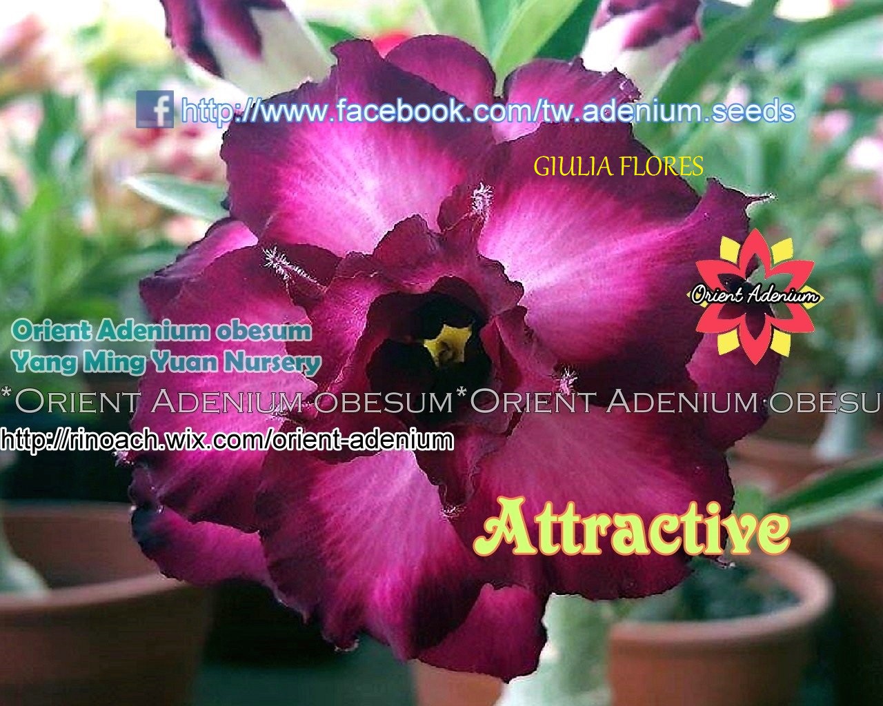 Planta Matriz Enxertada Attractive - Giulia Flores — Rosas do Deserto ...