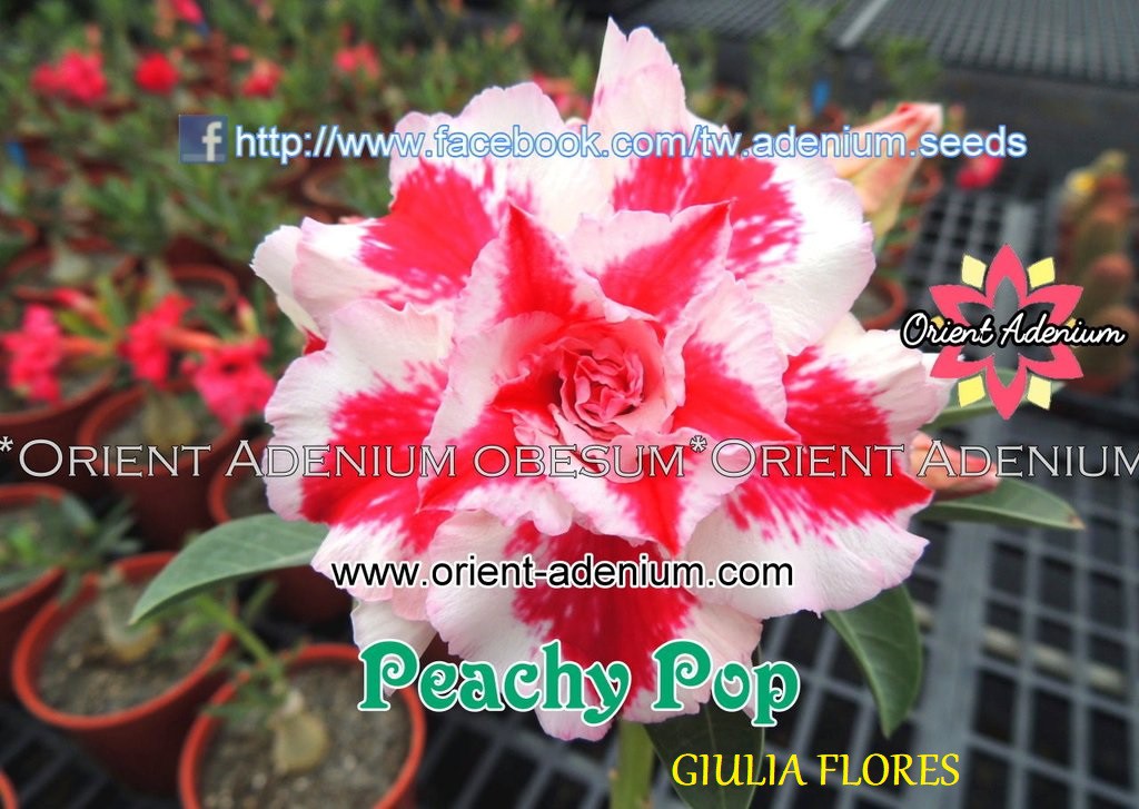 Planta Matriz Enxertada Peach Pop - Giulia Flores — Rosas do Deserto ...