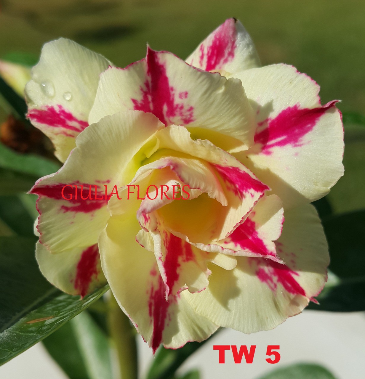 Planta Matriz Enxertada TW-5 - Giulia Flores — Rosas do Deserto ...