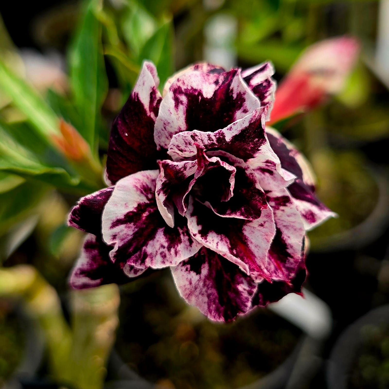 Rosa do Deserto Enxerto lilac frost Muda Baby - Giulia Flores — Rosas ...