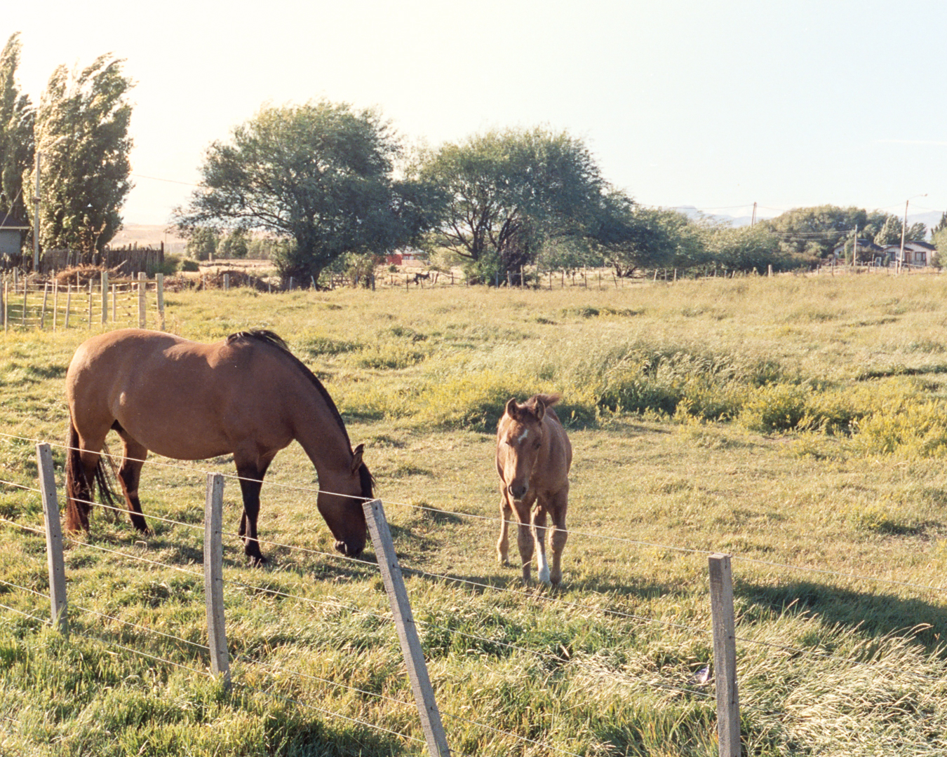 Filme 35mm - Kodak Vision3 500T/5219 - 12 poses - ISO 400/500 - Novo ...