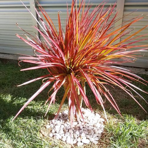 Dracena Tricolor | Frete Grátis Rio de Janeiro - Planta Delivery