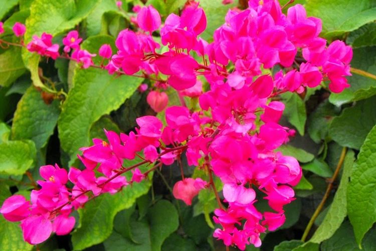 Amor agarradinho - Planta Delivery