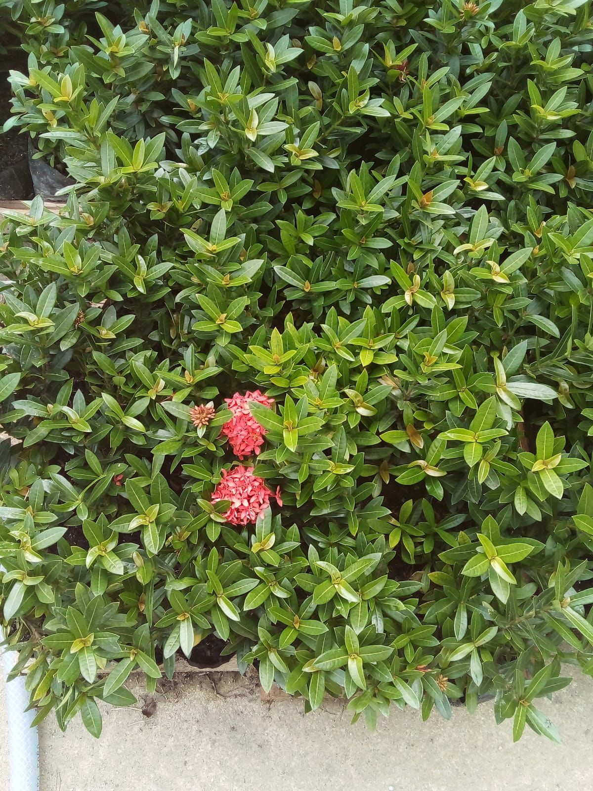 Mini Ixora - Caixa com 15 unidades - Planta Delivery