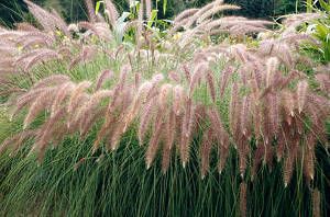 Capim do Texas - Roxo - Planta Delivery