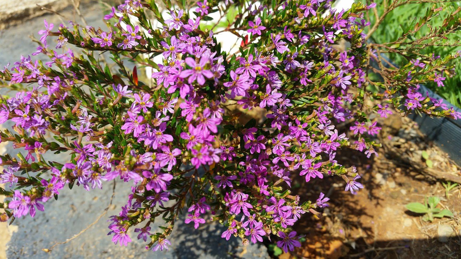 Cuféia ou Falsa Érica - Caixa com 15 unidades - Planta Delivery