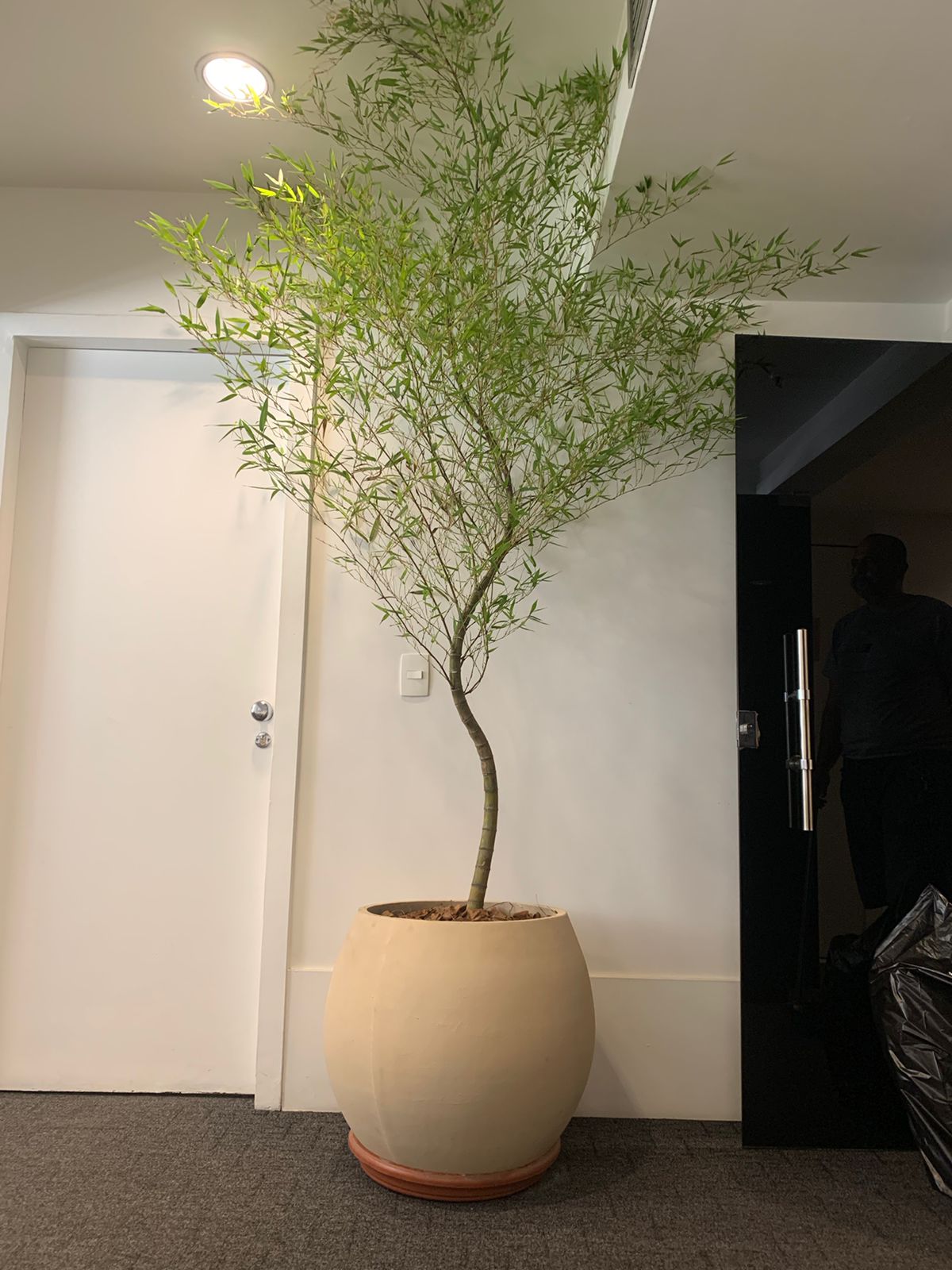 Bambu Mosso - Planta Delivery