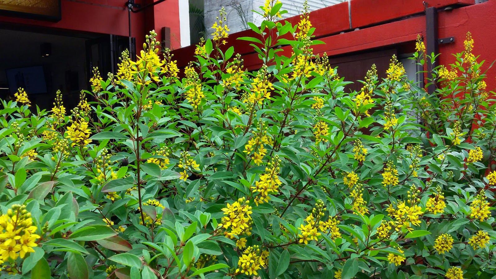 Triális - Planta Delivery