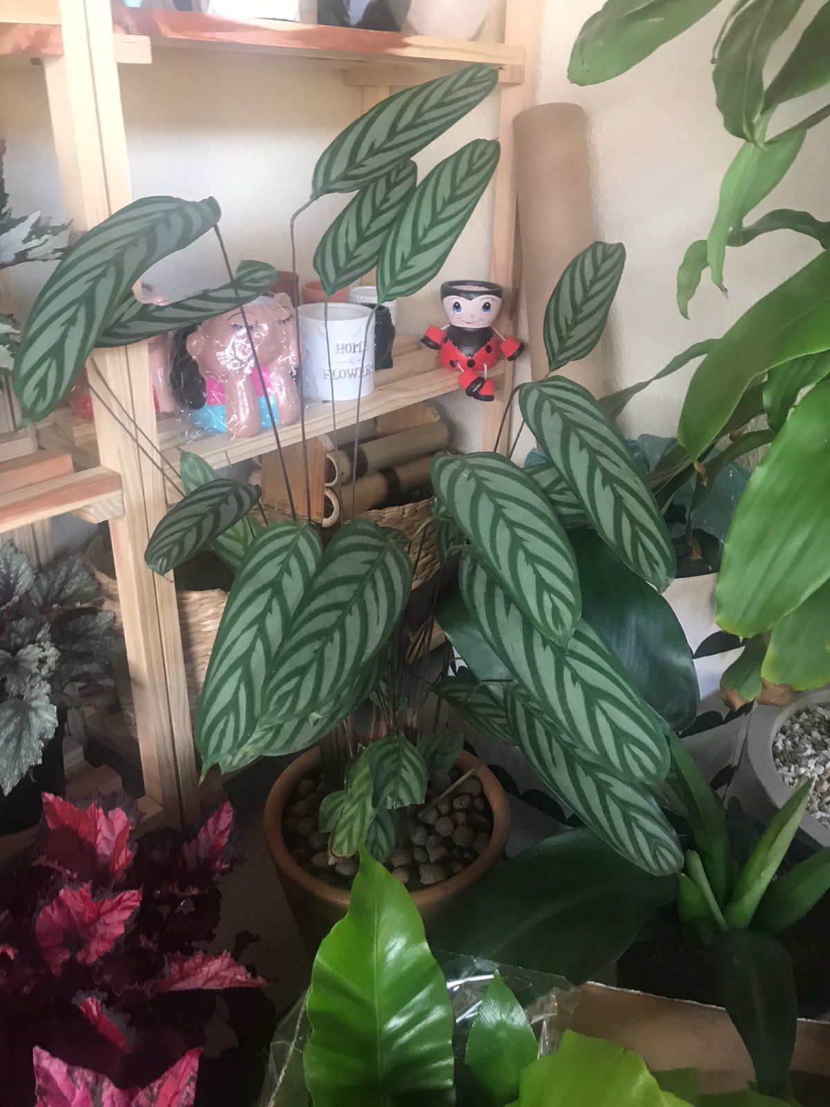 Maranta-Cinza / Tenante - Planta Delivery