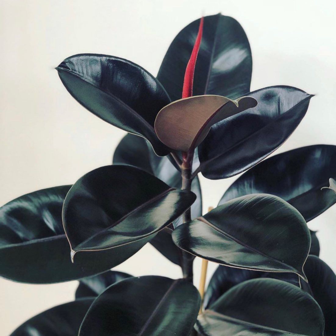 Ficus Elastica Black - Planta Delivery
