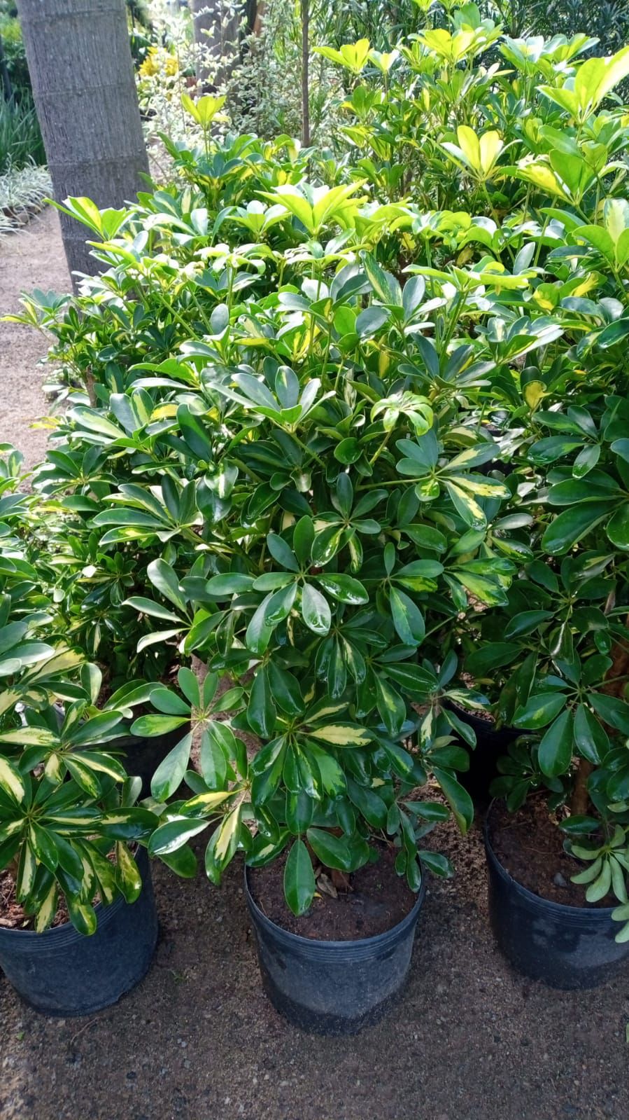 Cheflera | Frete Grátis Rio de Janeiro - Planta Delivery