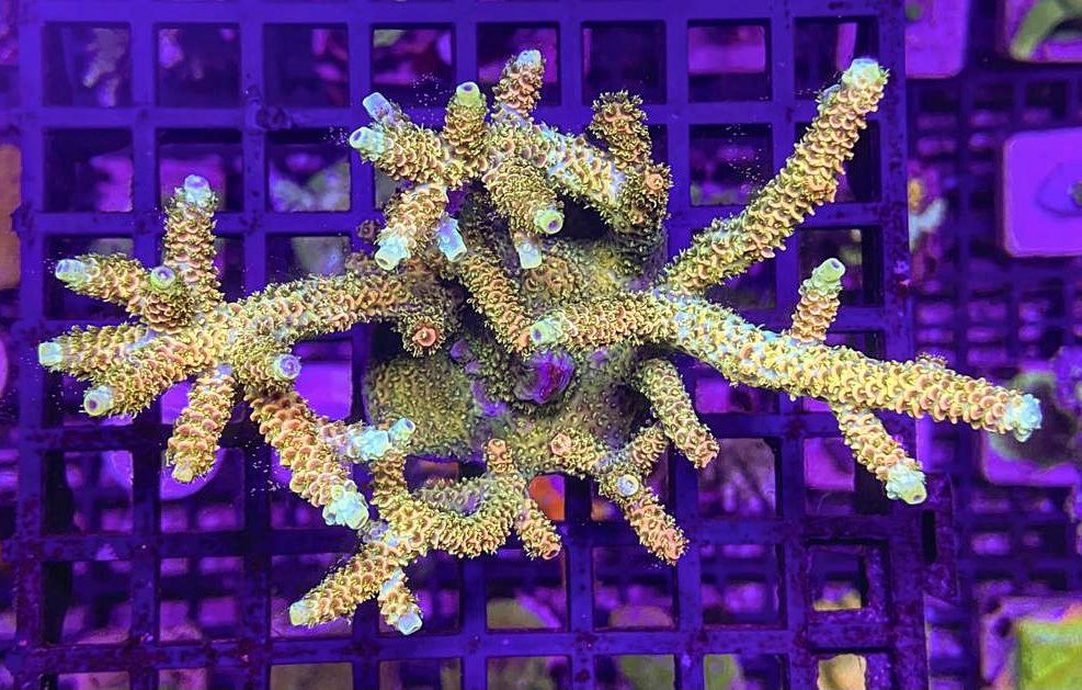 Acropora Millepora Sunset (colônia) - Www.Magnificreef.com.br