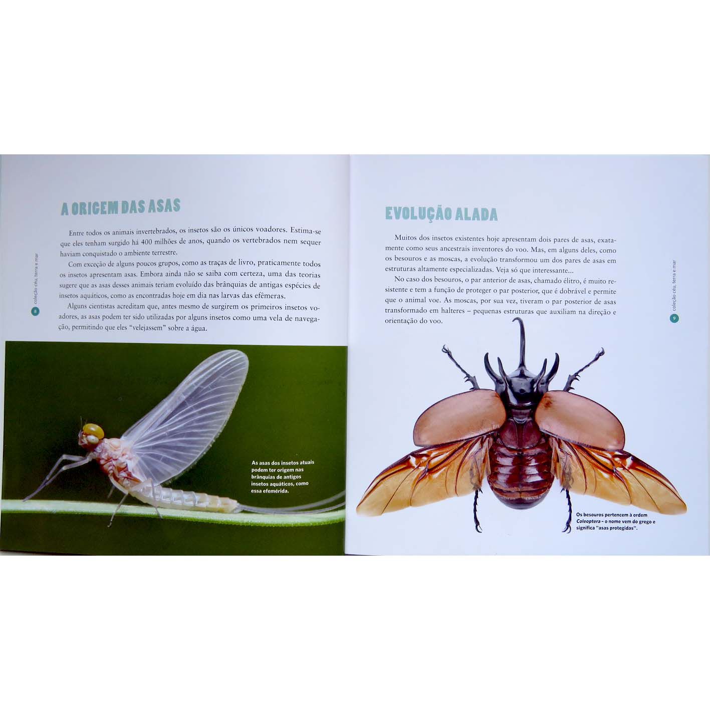 insetos que voam, morcegos, aves do Brasil, educação ambiental - A Loja ...