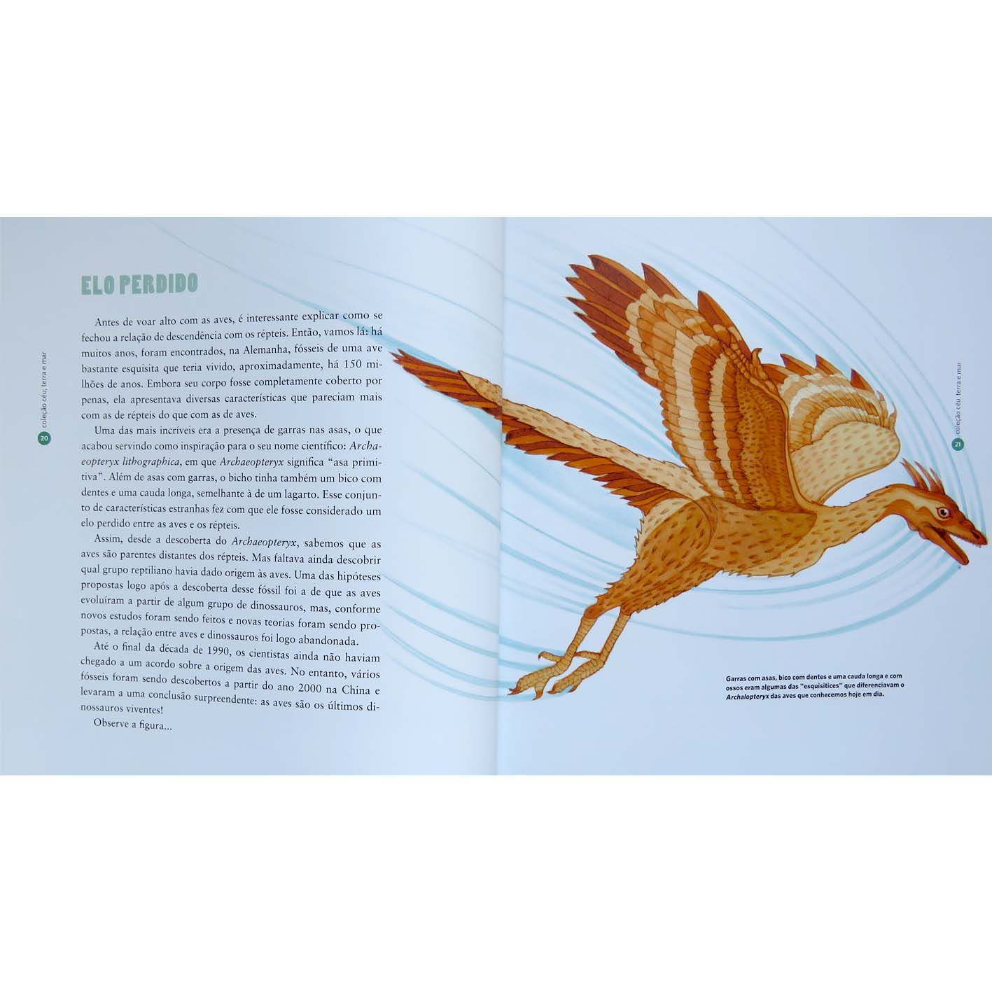 insetos que voam, morcegos, aves do Brasil, educação ambiental - A Loja ...