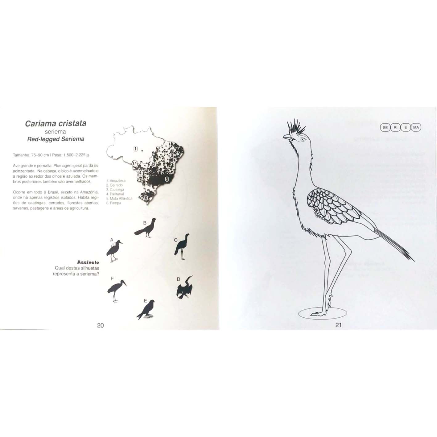 Animais Da Caatinga Para Colorir - FDPLEARN