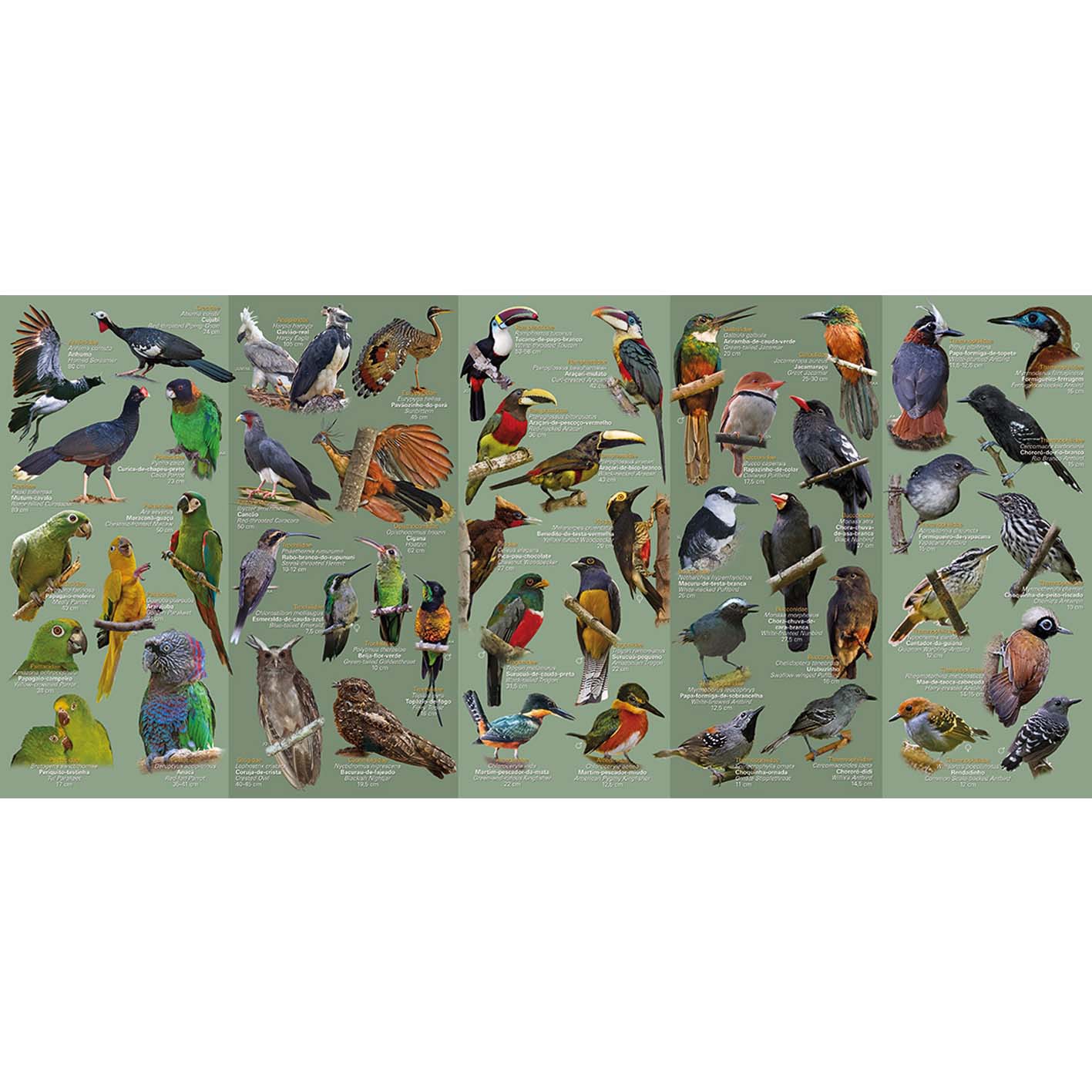 Pássaros da Amazônia, aves do Amazonas, aves da Floresta Amazônica - A ...