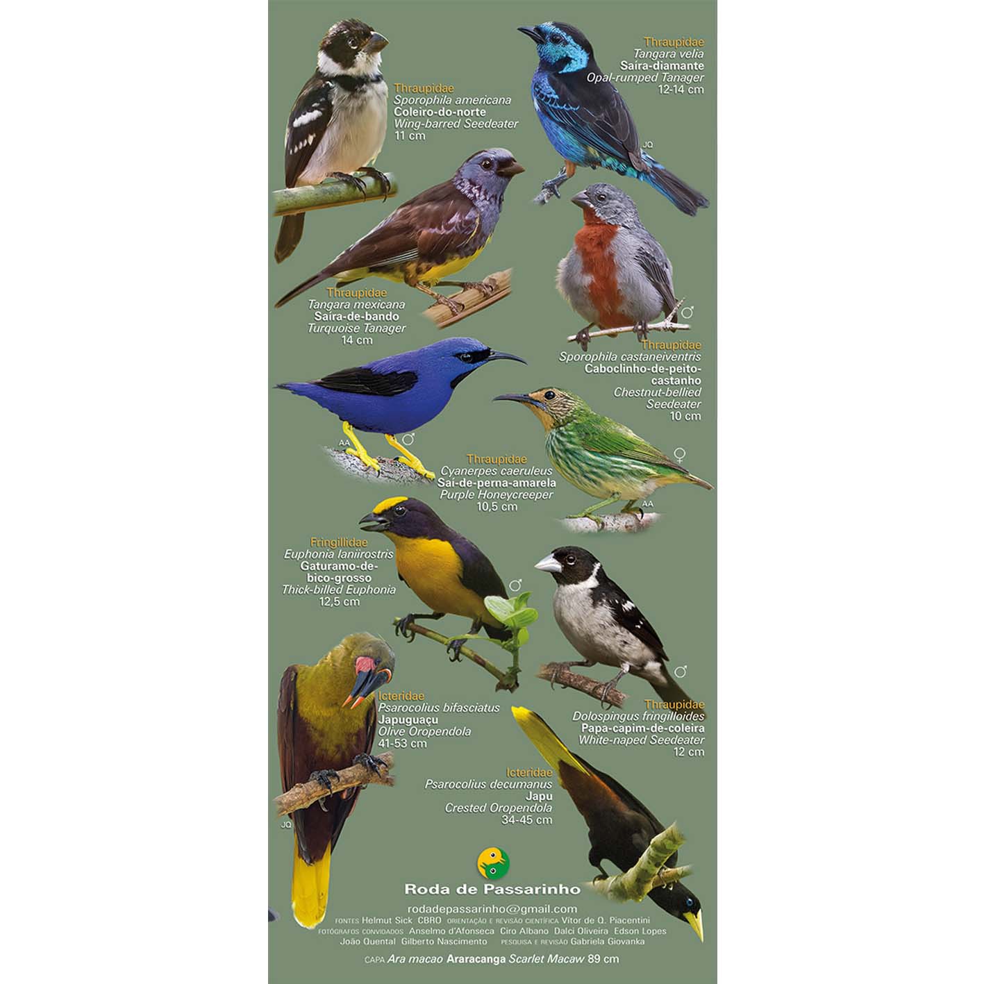 Pássaros da Amazônia, aves do Amazonas, aves da Floresta Amazônica - A ...