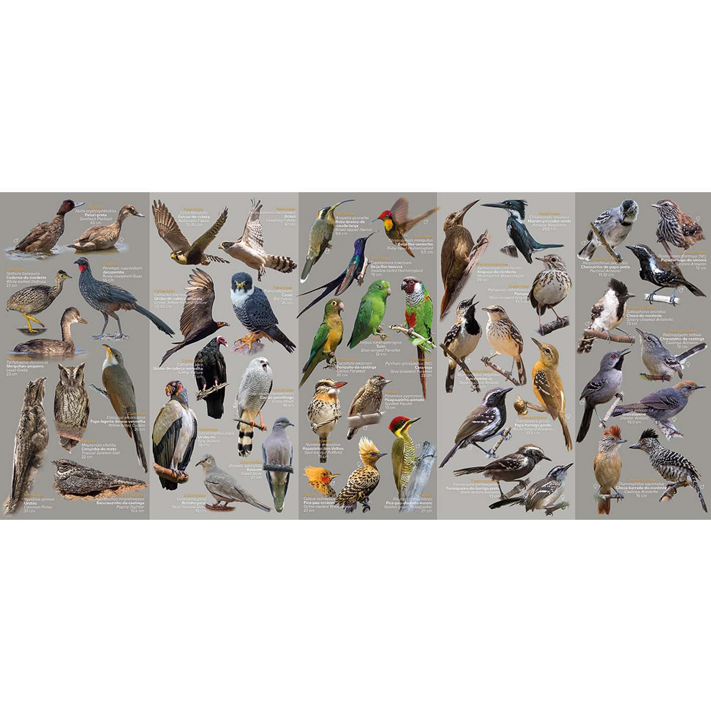 Pássaros da Caatinga, aves do Nordeste, aves do Ceará, aves da Bahia ...