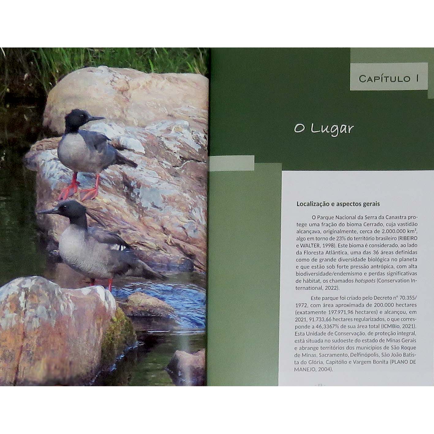 pato-mergulhão, Serra da Canastra, aves Cerrado, aves de Minas Gerais ...