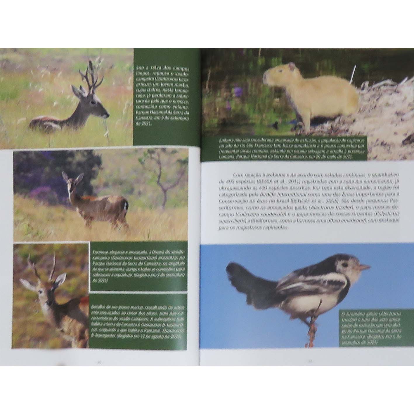 pato-mergulhão, Serra da Canastra, aves Cerrado, aves de Minas Gerais ...